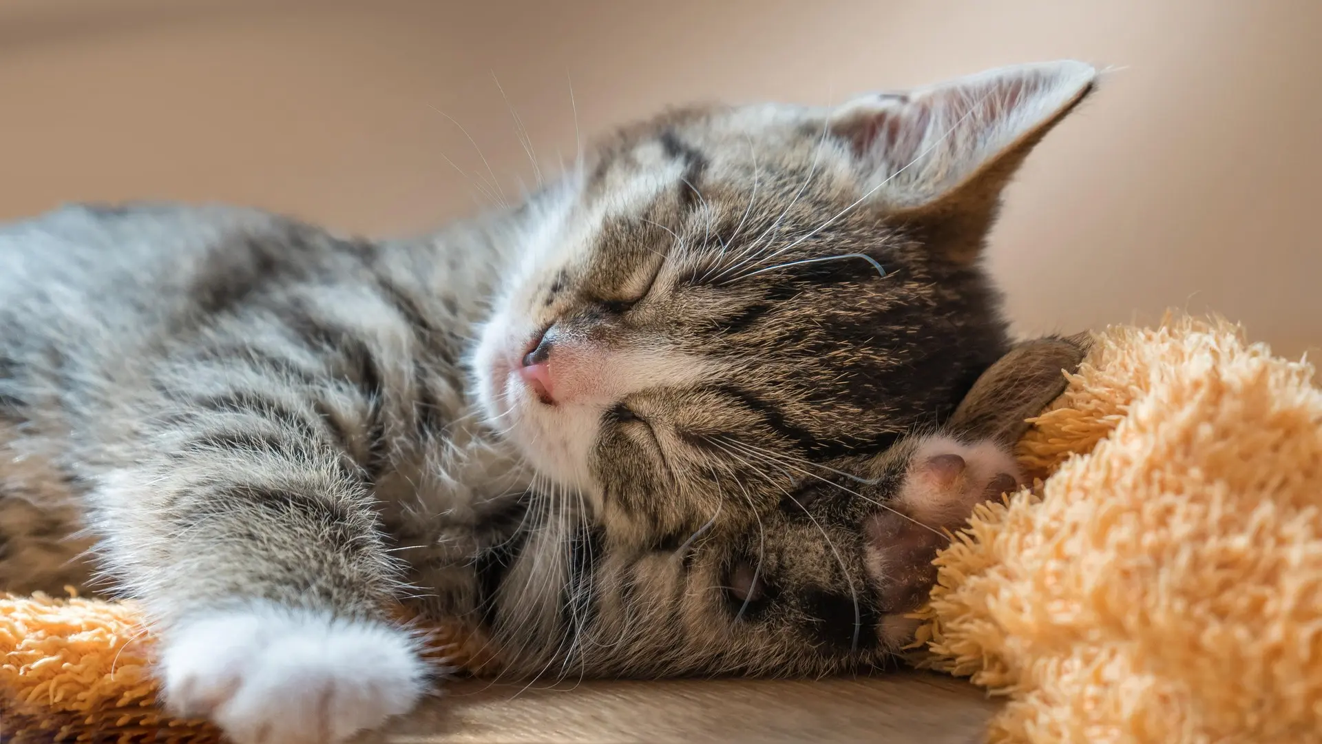 Mačka može biti idealan kućni ljubimac: Moć predenja je velika, ne zaboravite
